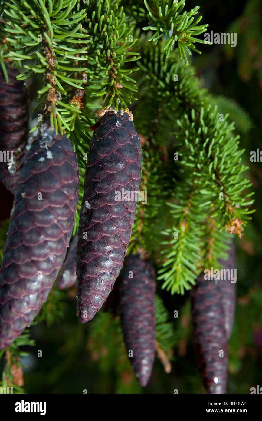 Norwegen Fichte Stockfotos und -bilder Kaufen - Alamy