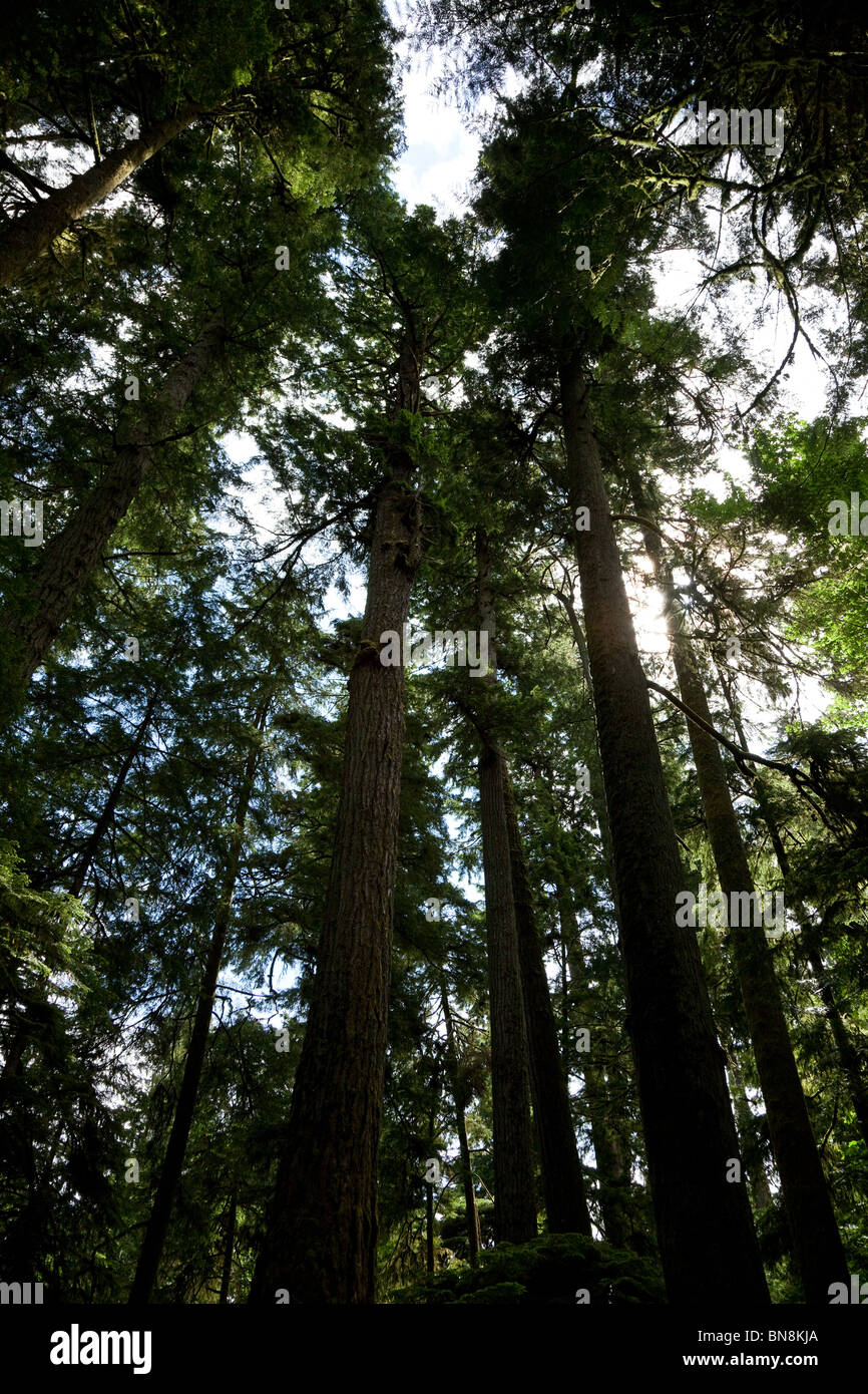 Douglas tanne wald -Fotos und -Bildmaterial in hoher Auflösung – Alamy