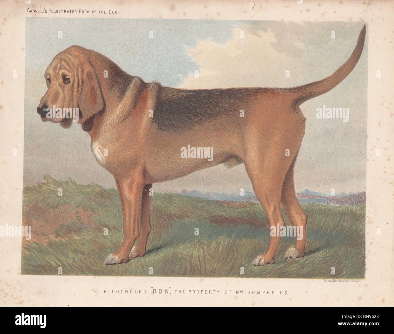 Irischer bluthund -Fotos und -Bildmaterial in hoher Auflösung – Alamy