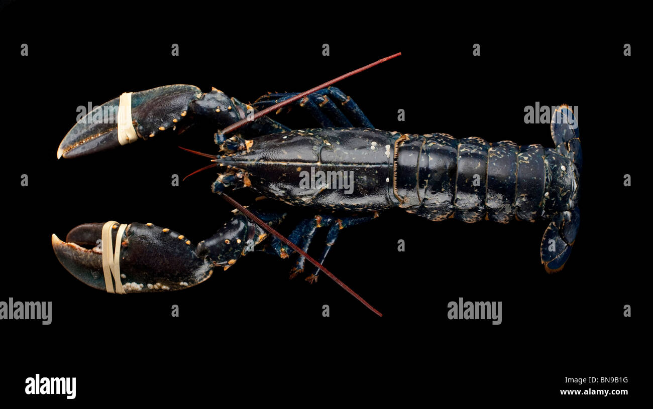 Mehr frisch -Fotos und -Bildmaterial in hoher Auflösung – Alamy