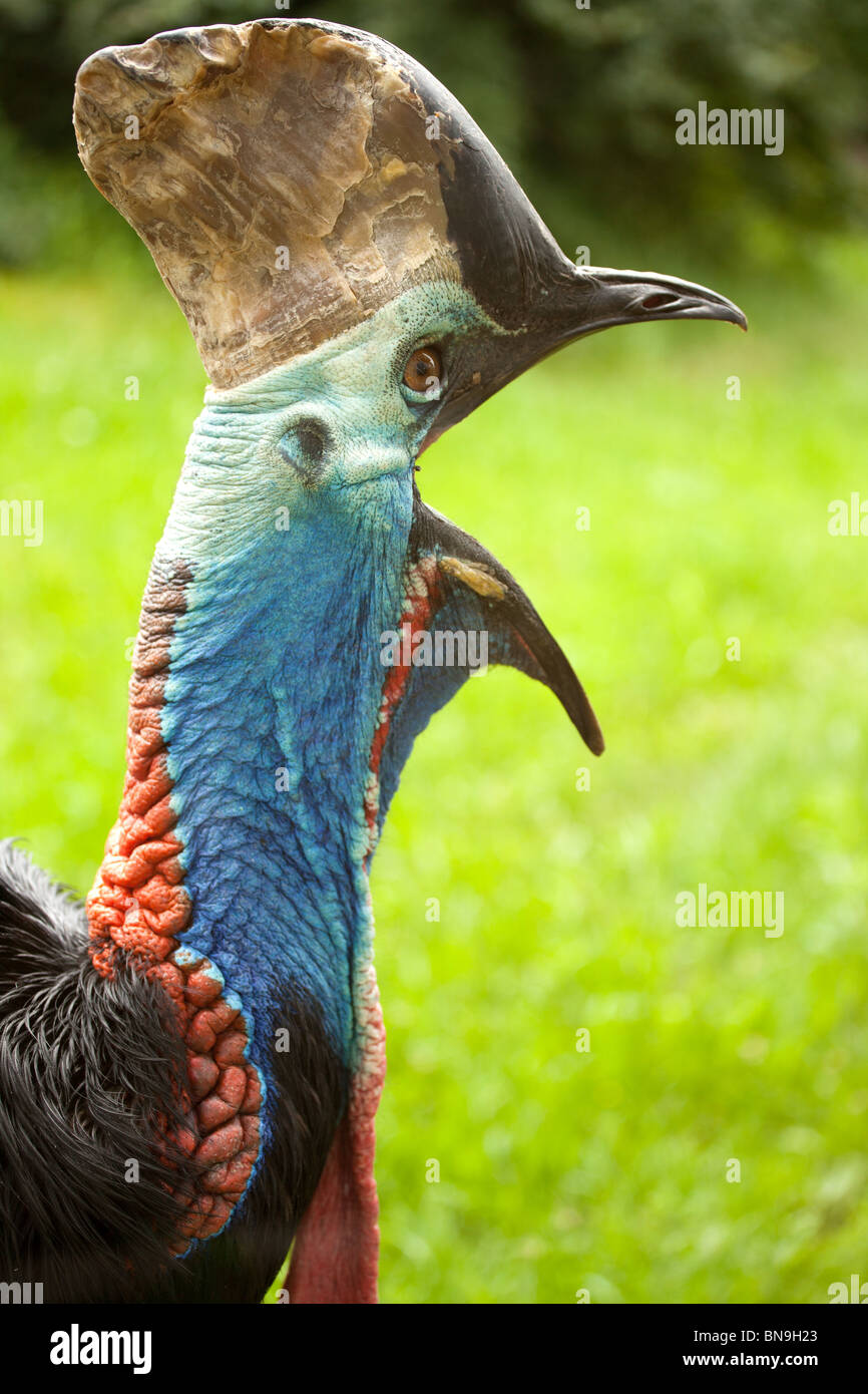 Helm cassowary -Fotos und -Bildmaterial in hoher Auflösung – Alamy