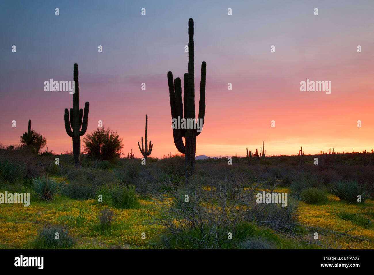 Tonto National Forest östlich von Phoenix, Arizona Stockfotografie - Alamy