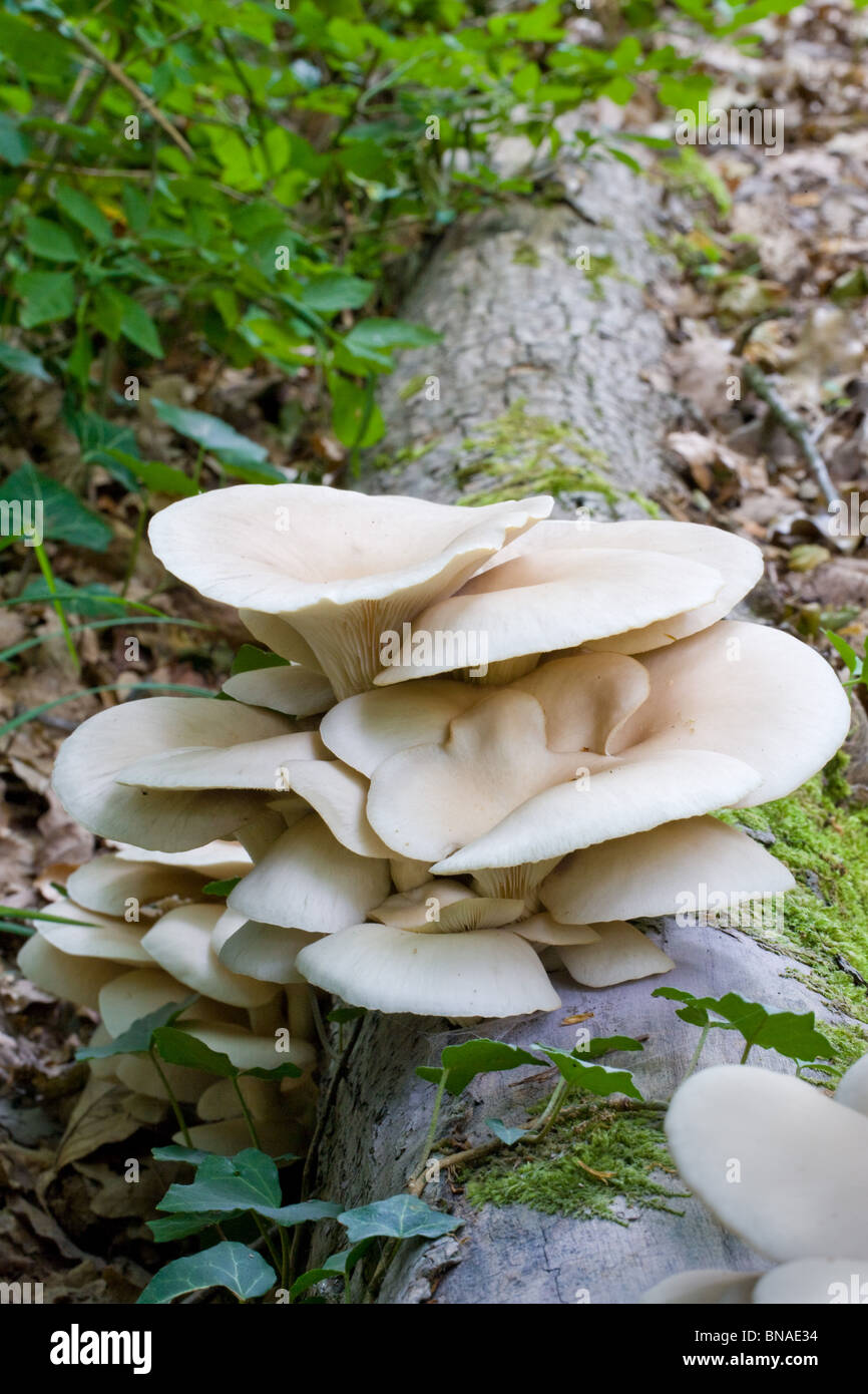 Ein pleurotus ostreatus -Fotos und -Bildmaterial in hoher Auflösung – Alamy