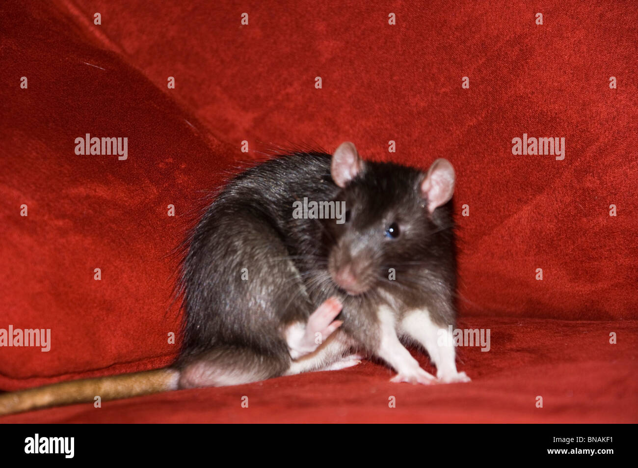 Fette Ratte Stockfotos und -bilder Kaufen - Seite 2 - Alamy