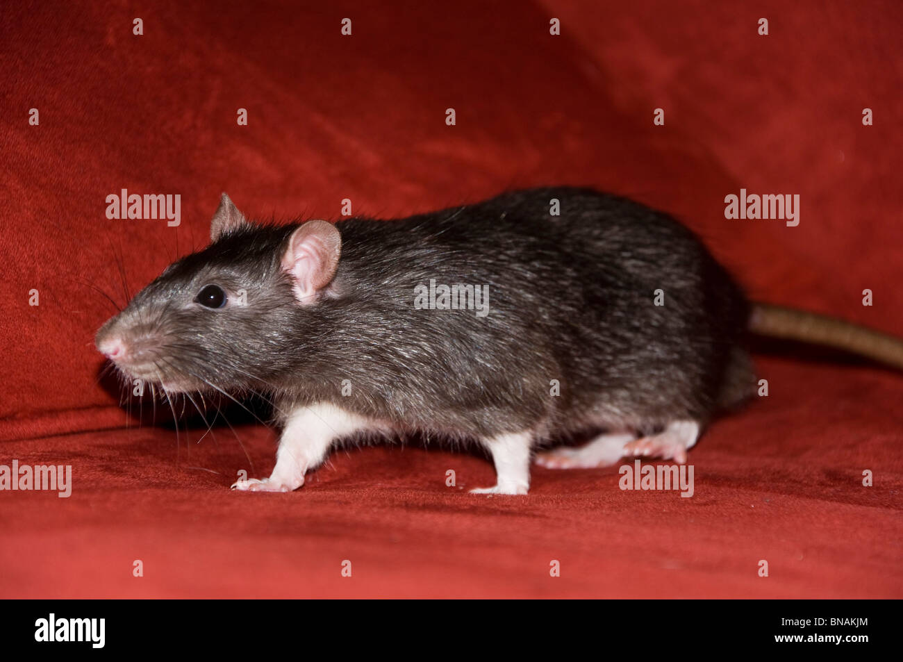 Fette ratte -Fotos und -Bildmaterial in hoher Auflösung - Seite 2 - Alamy