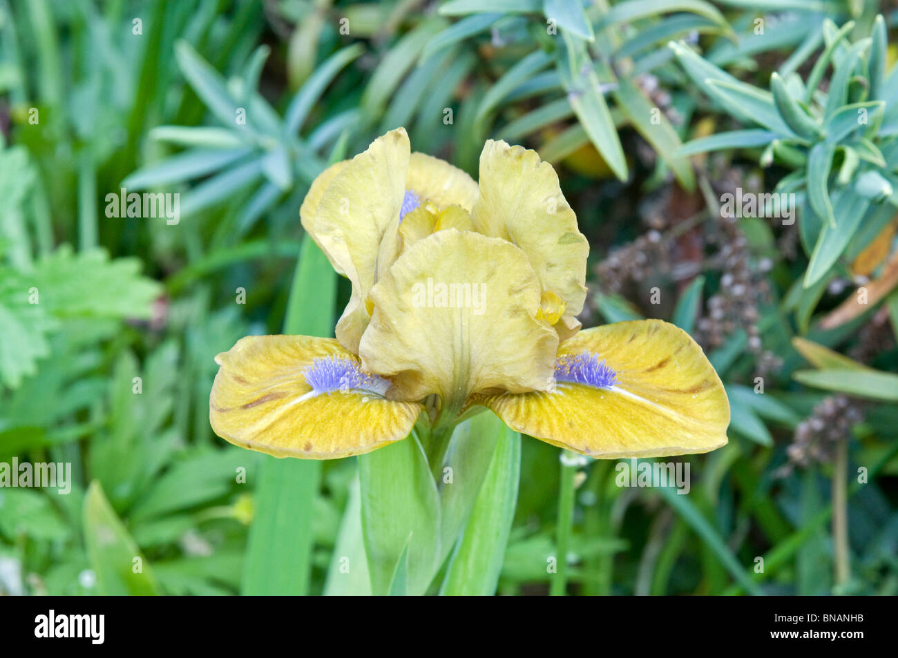 Iris prinz -Fotos und -Bildmaterial in hoher Auflösung – Alamy