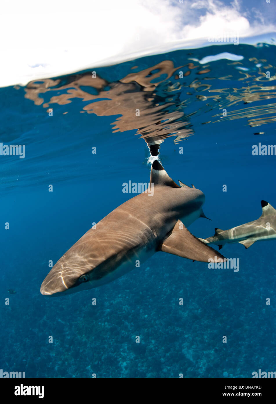 Blacktip reef shark -Fotos und -Bildmaterial in hoher Auflösung – Alamy