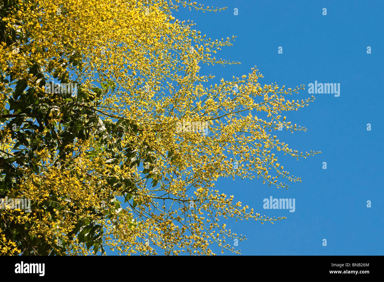 Goldenen regen Zierbaum / Stand Paniculata "Pride of India" - Indre-et ...