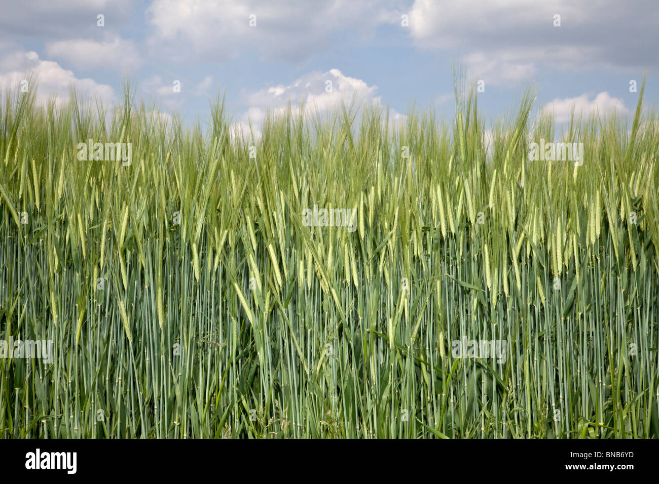 Gerstenfeld mit a -Fotos und -Bildmaterial in hoher Auflösung – Alamy