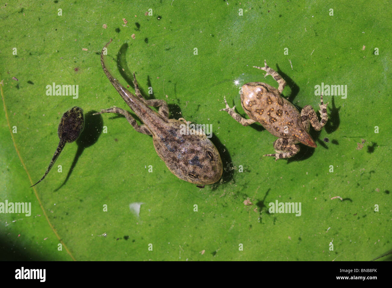 Frosch entwicklung -Fotos und -Bildmaterial in hoher Auflösung – Alamy