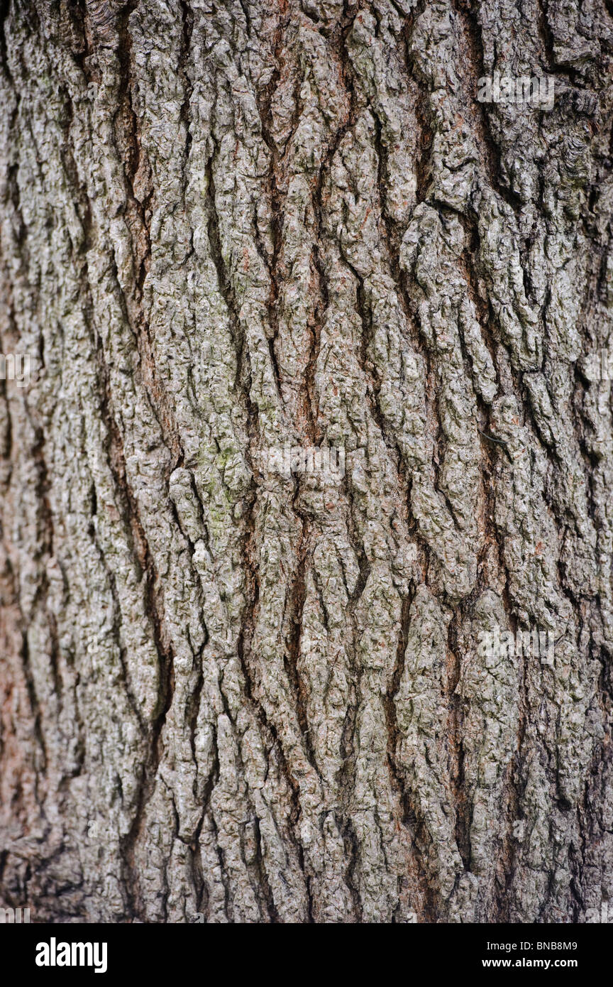 Rinde einer Ahorn-Baum-Nahaufnahme Stockfotografie - Alamy