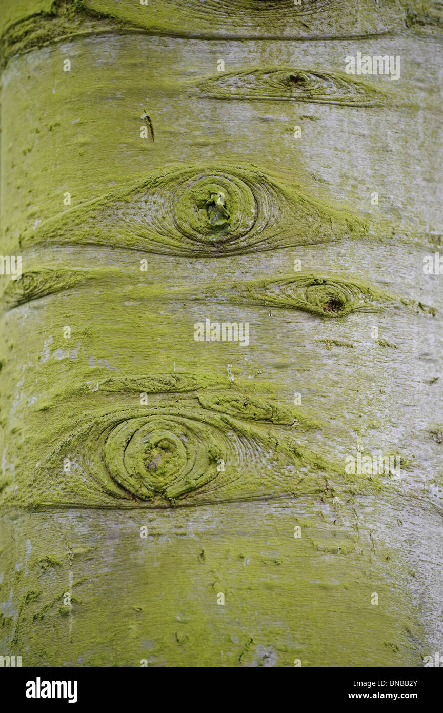 Astloch baum -Fotos und -Bildmaterial in hoher Auflösung - Seite 2 - Alamy