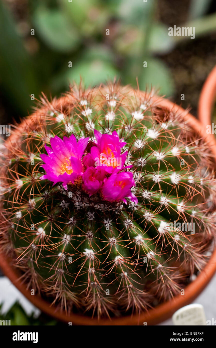Notocactus Purpureus, Notocactus Muegelianus, Notocactus Horstii ...