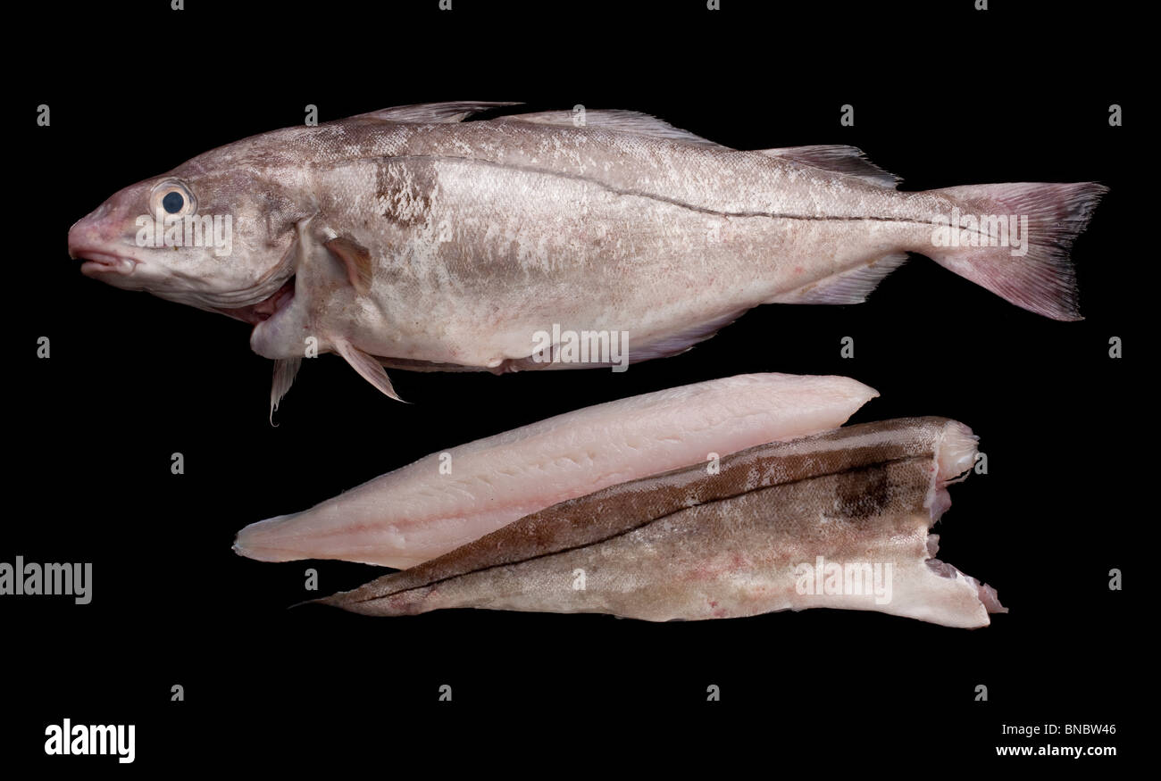 Schellfisch oder Offshore-Seehecht und Filets. Allgemein kommerziell ...