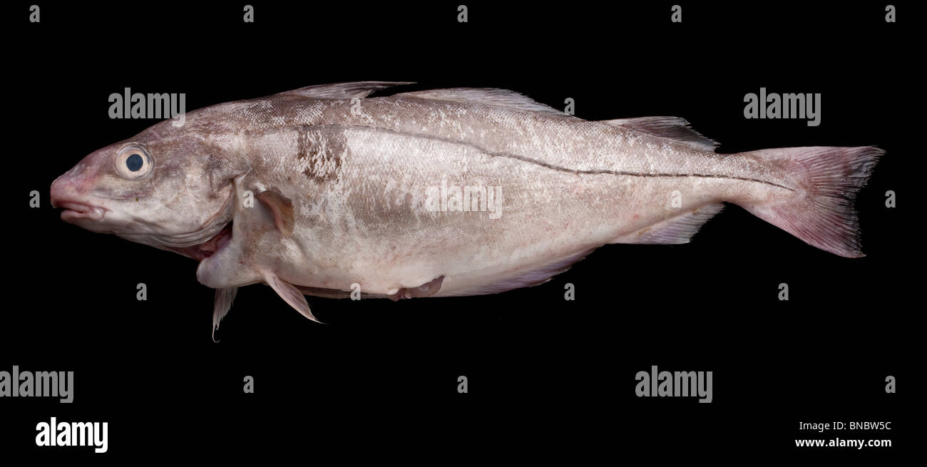 Schellfisch oder Offshore-Seehecht ist ein Seefisch ist ein beliebter ...