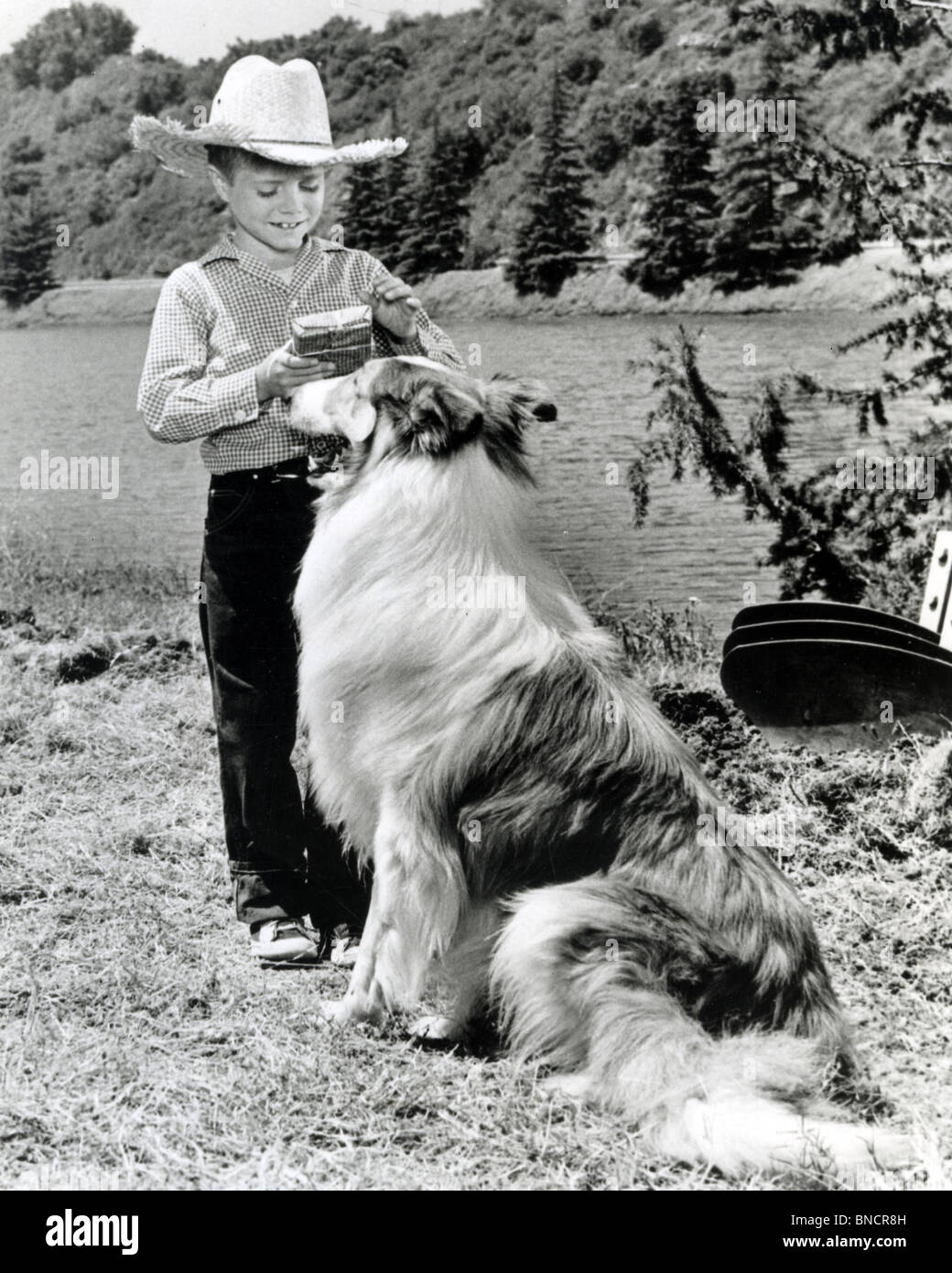 Lassie collie -Fotos und -Bildmaterial in hoher Auflösung – Alamy