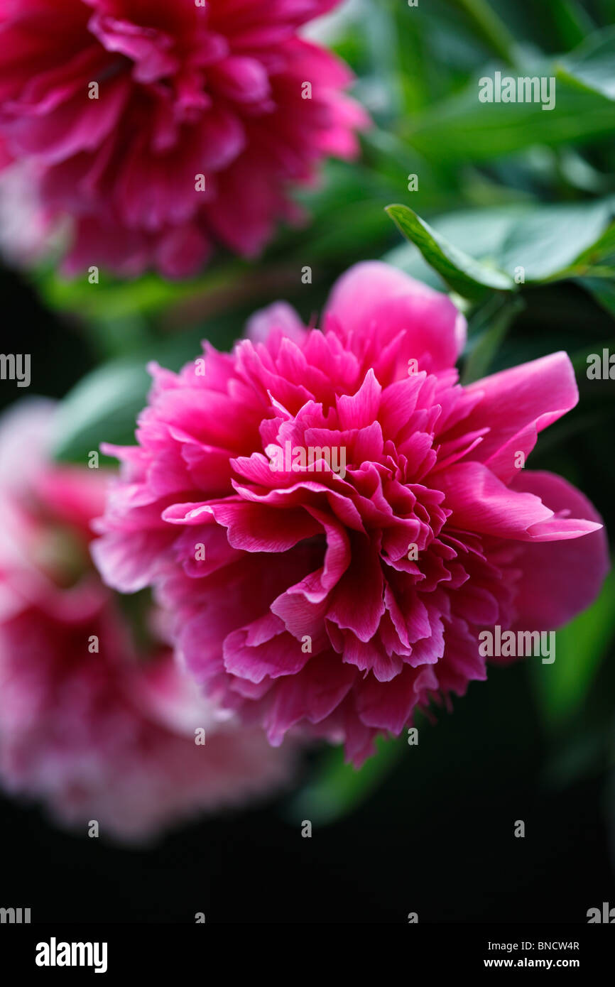 Rosa Pfingstrose Stockfotos und -bilder Kaufen - Alamy