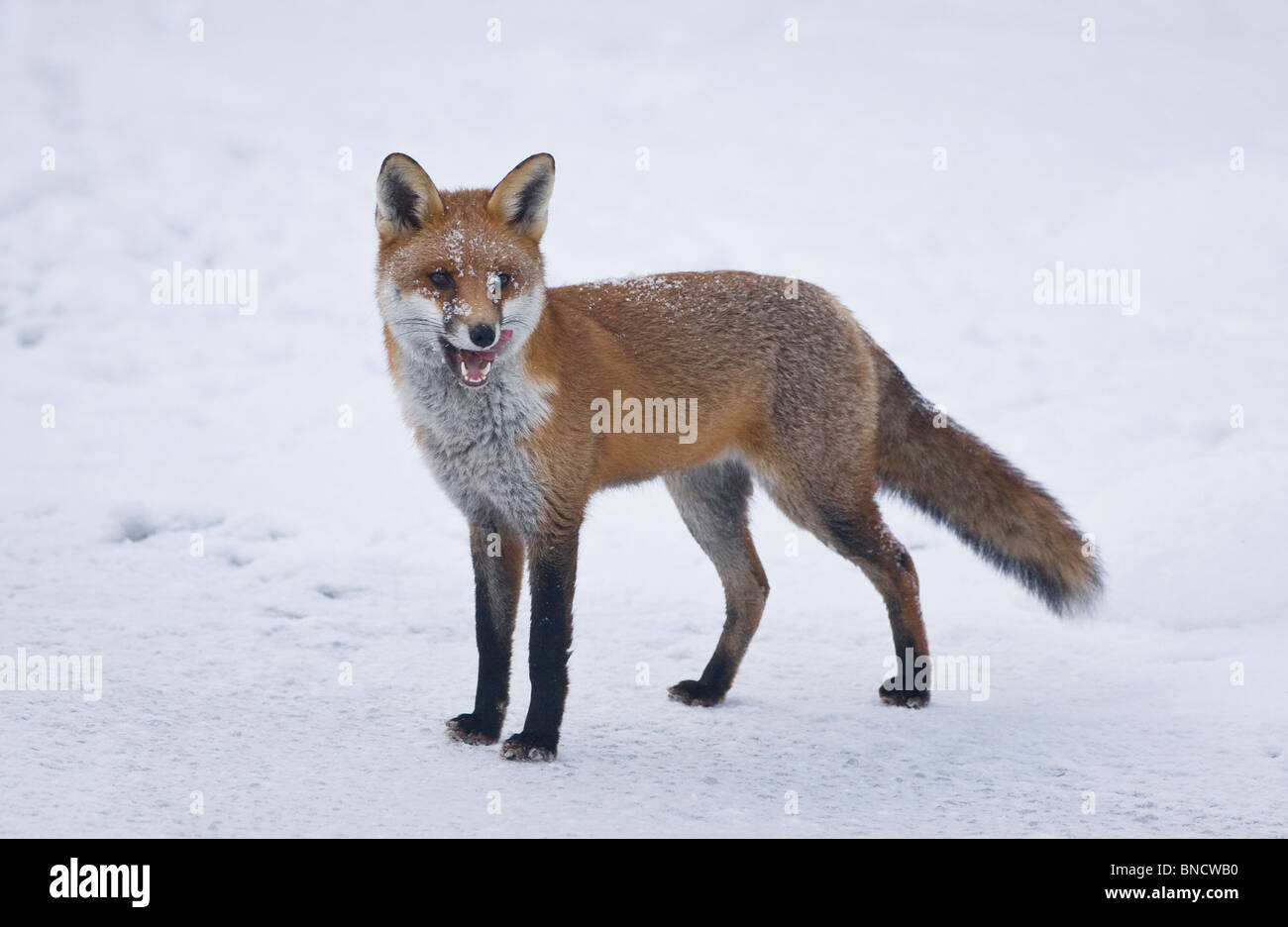 Knurrend Rotfuchs Vulpes Vulpes auf Nahrungssuche im Schnee im winter ...
