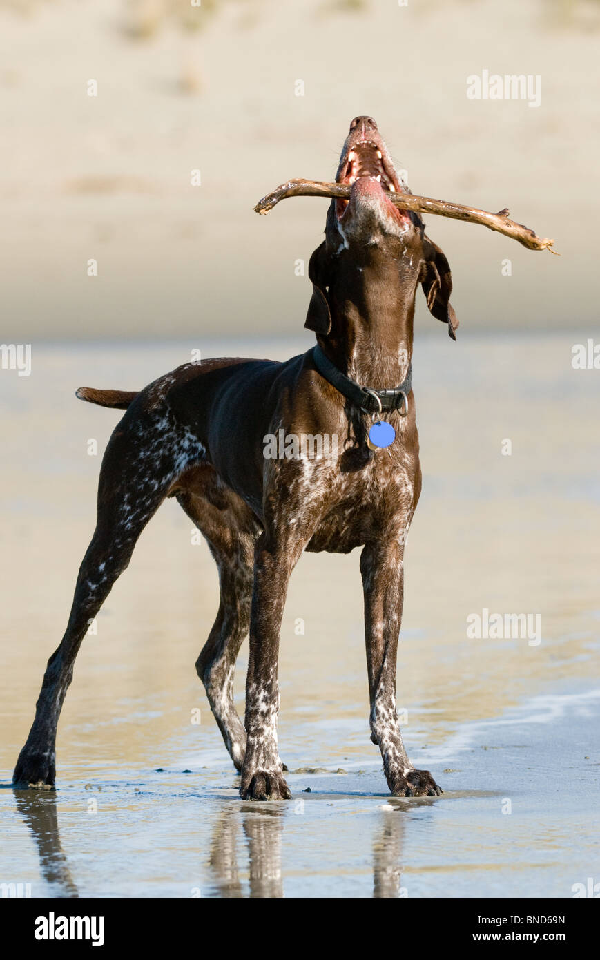 Deutscher kurzhaariger zeigerhund -Fotos und -Bildmaterial in hoher ...