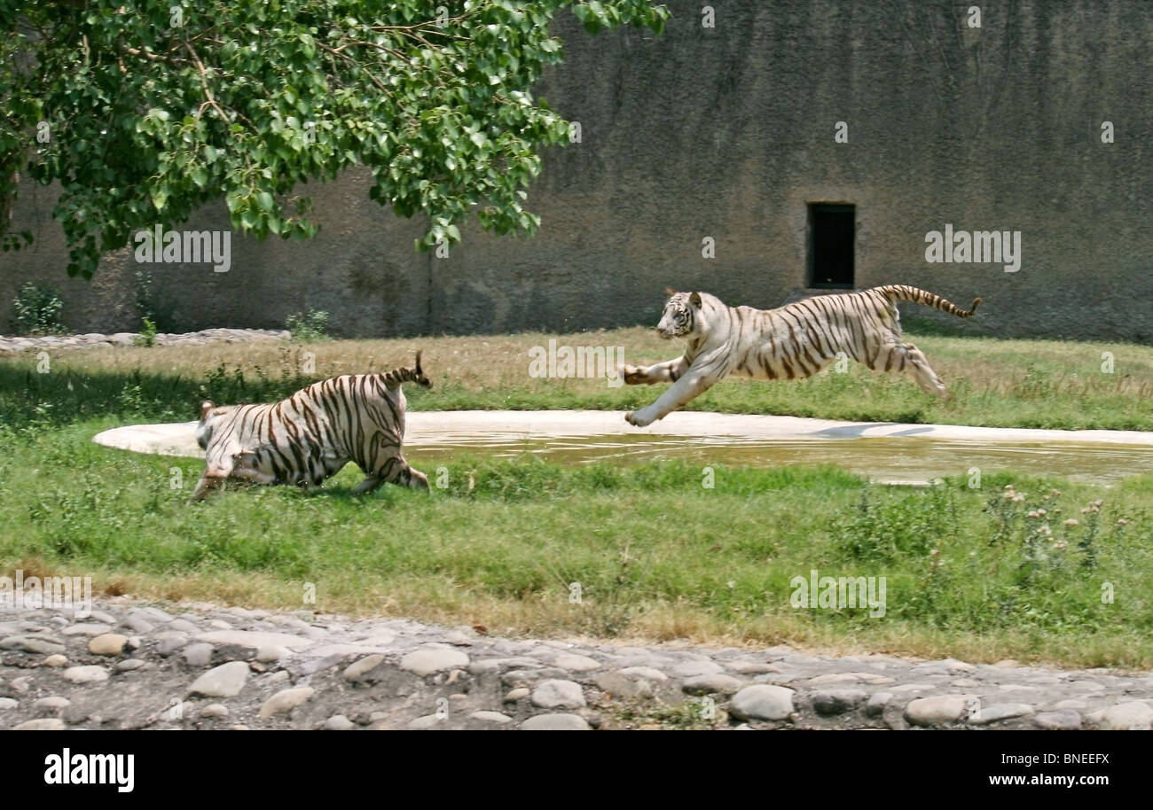 Jumping Tiger Stockfotos und -bilder Kaufen - Alamy