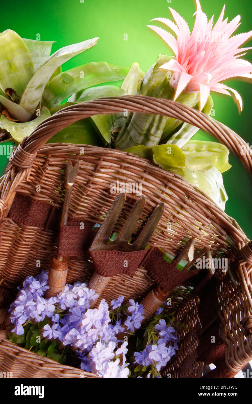 Bromelie Braune Blute