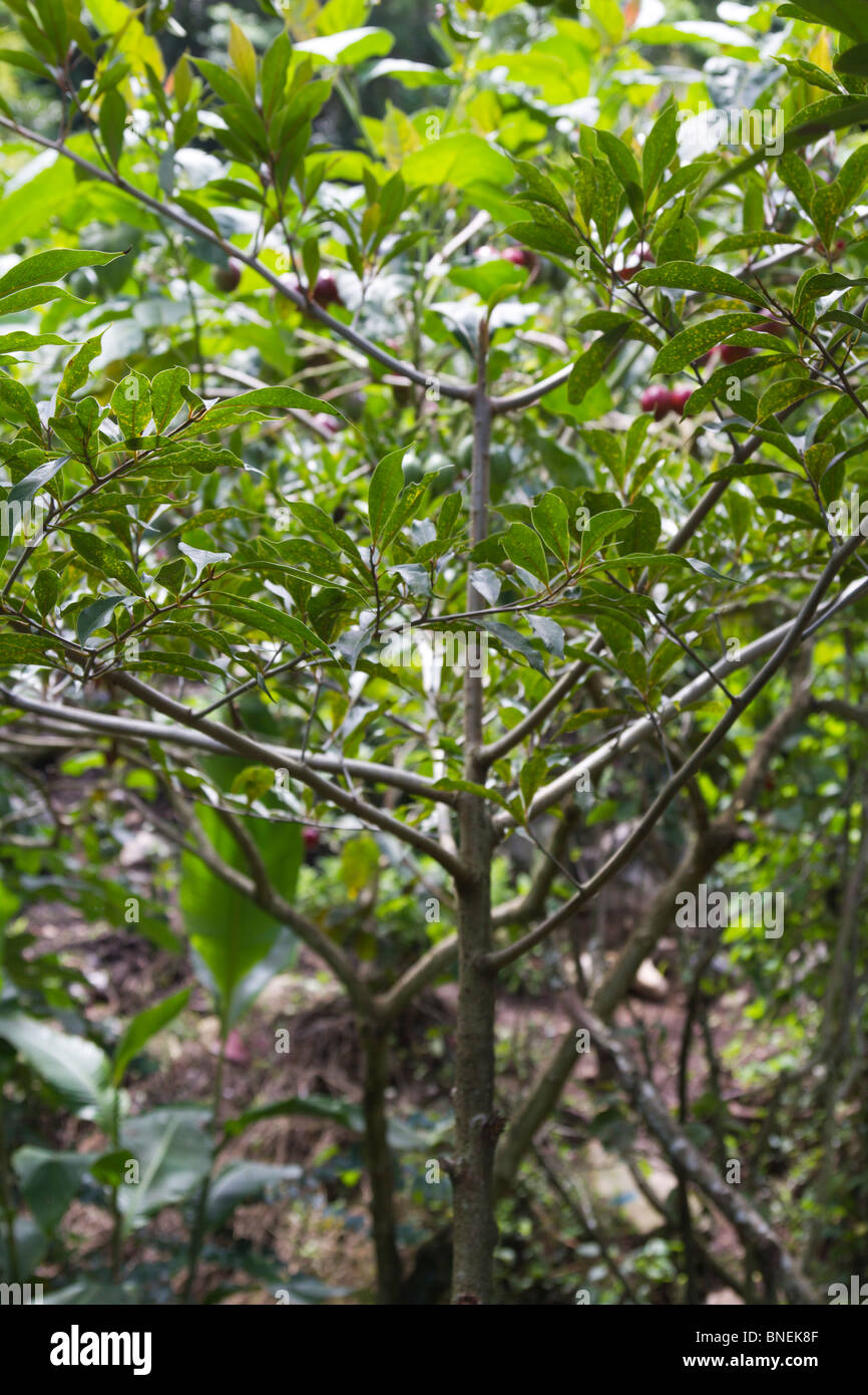Ocotea sp -Fotos und -Bildmaterial in hoher Auflösung – Alamy