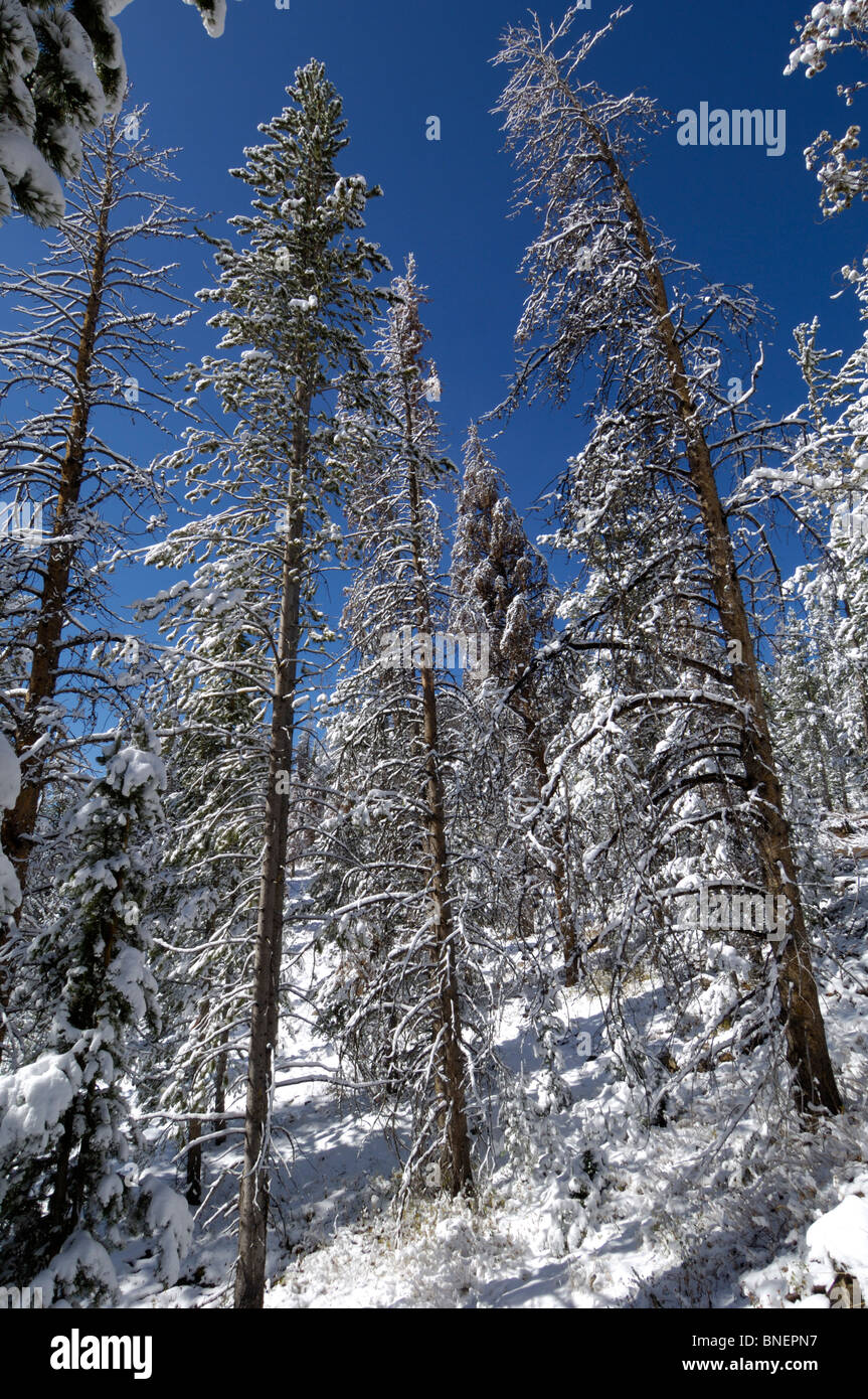 Kiefern und Tannen Wald bedeckt, im Winter Schnee, Rocky Mountains ...