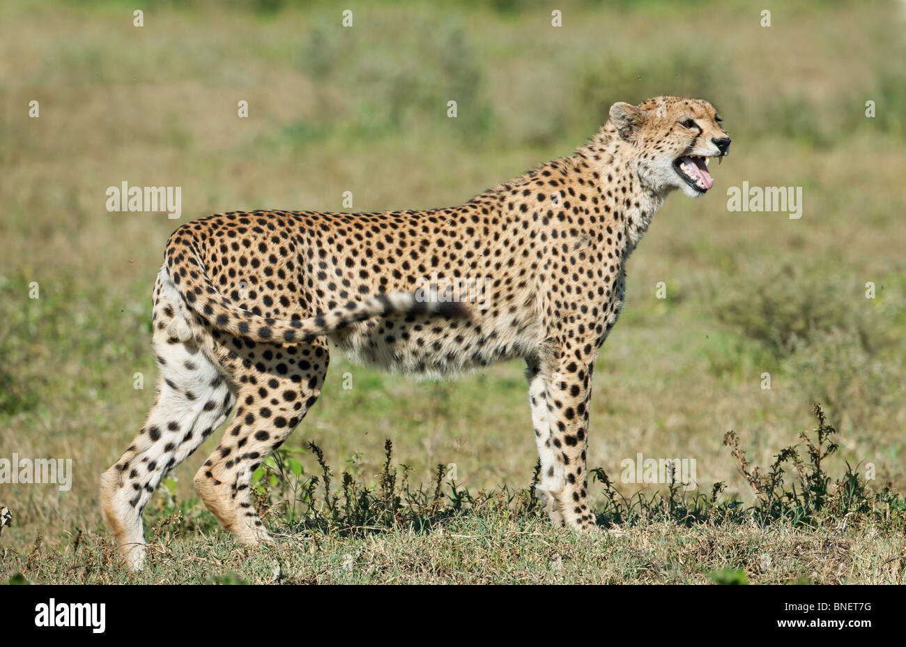 Gepard gepard -Fotos und -Bildmaterial in hoher Auflösung – Alamy