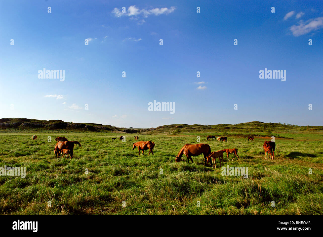 US-Kernland umfasst, "Farmscapes", Ranchland, staubige Straßen, Rasen ...