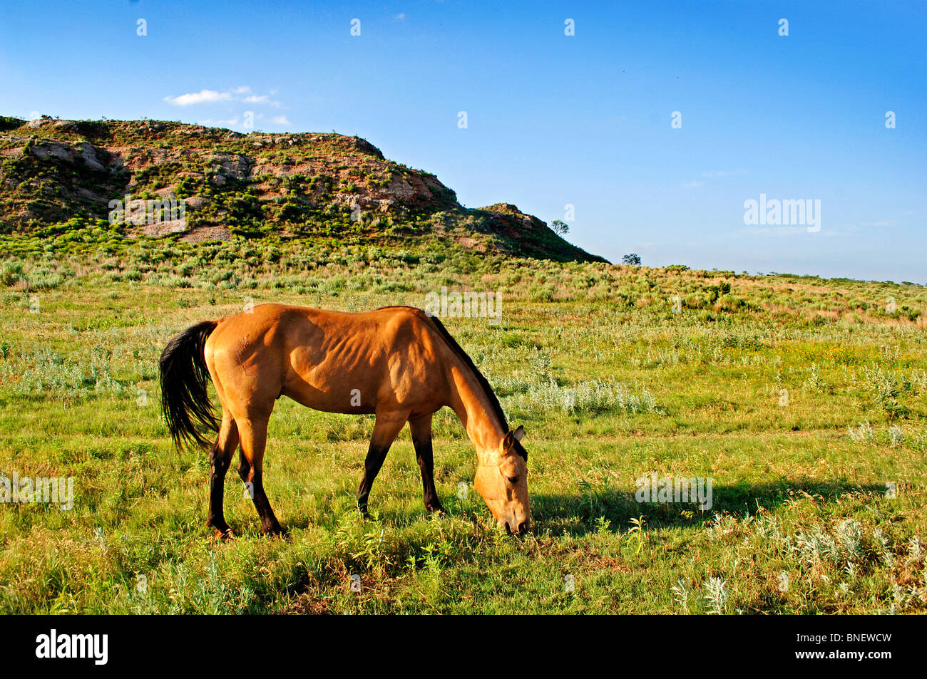 US-Kernland umfasst, "Farmscapes", Ranchland, staubige Straßen, Rasen ...