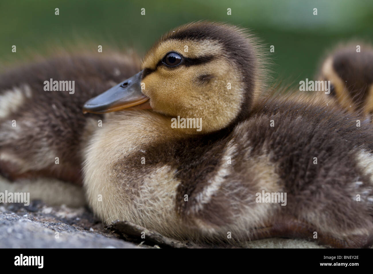 Baby Mallard Enten Stockfotografie - Alamy