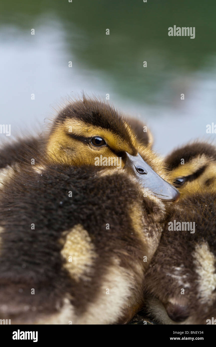 Baby Mallard Enten Stockfotografie - Alamy
