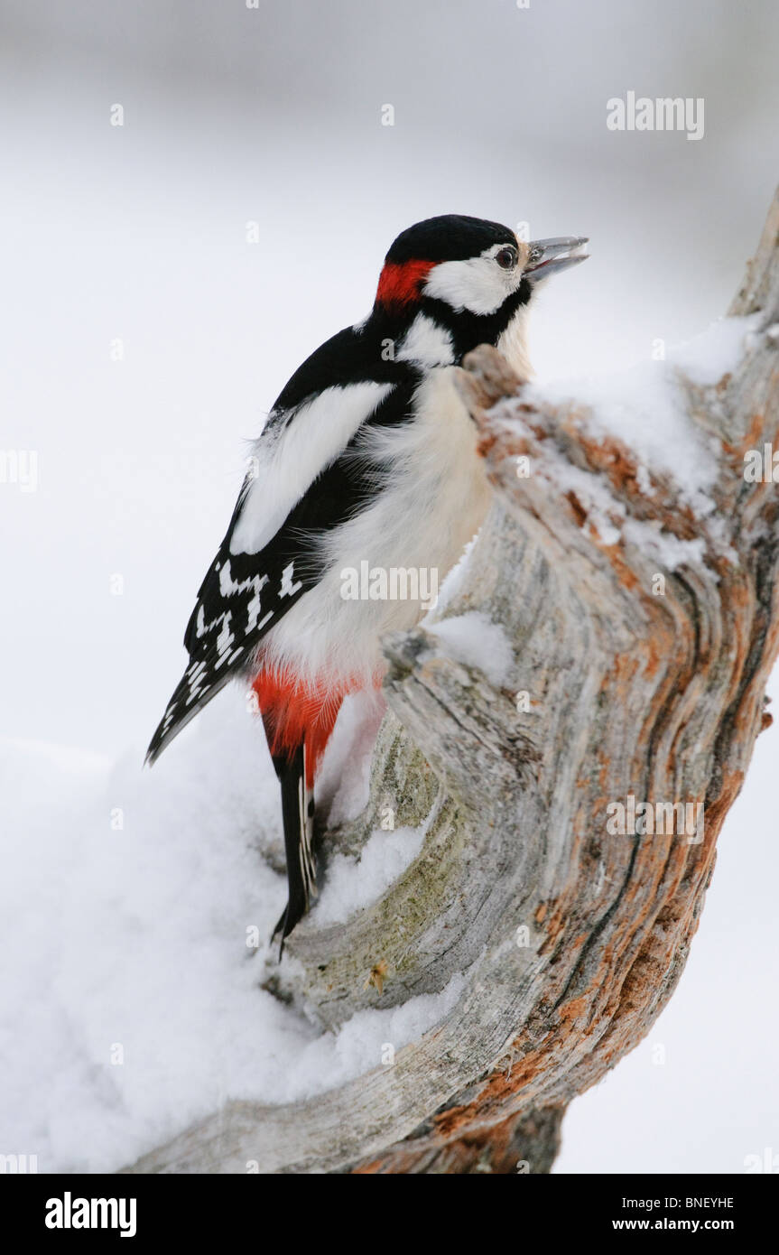 Buntspecht in einem Koffer in Winter, Oulanka Bereich, Finnland ...