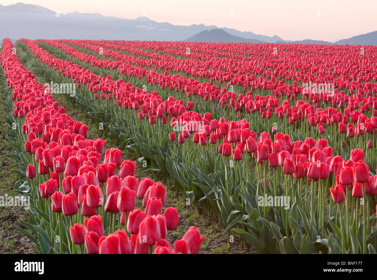 Reihen von roten Tulpen In einem Feld Stockfotografie - Alamy
