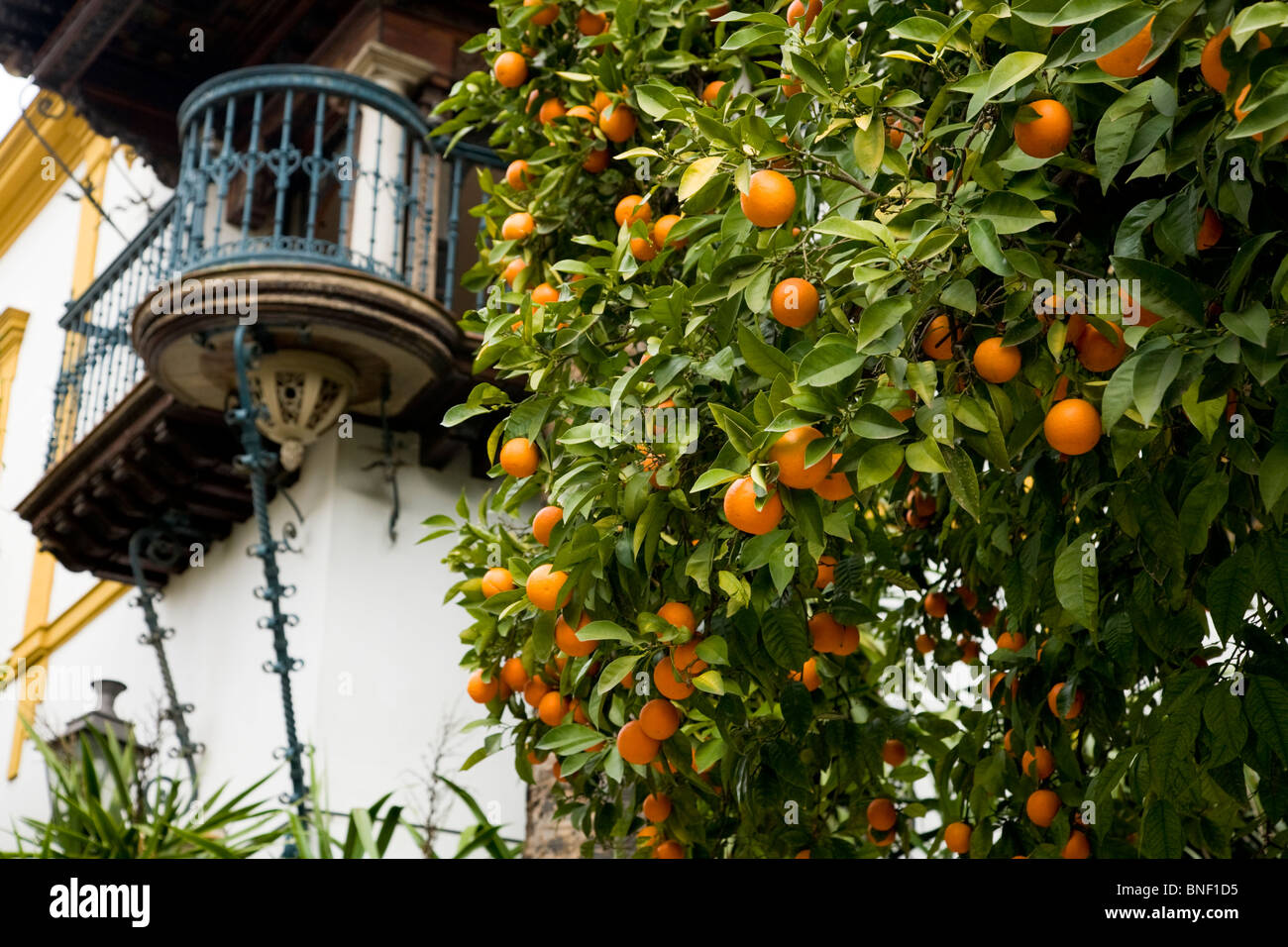 Orangen Bäume wachsenden / orange / Orange Baum vor Gebäude mit Balkon ...