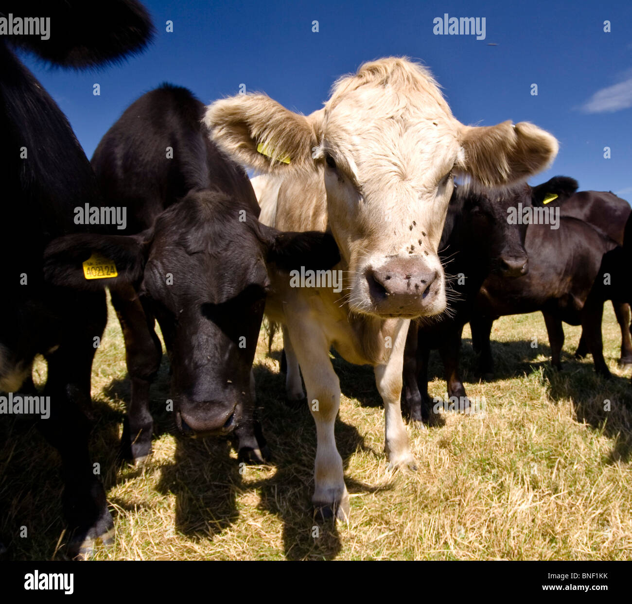 Eine Gruppe von neugierigen Kühen Stockfotografie - Alamy