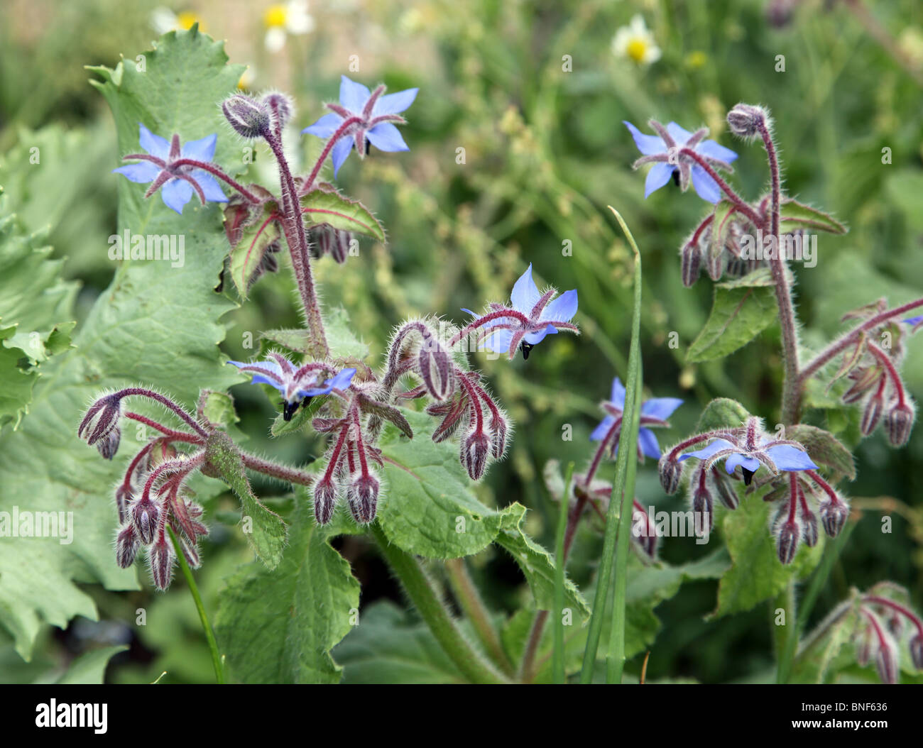 Borretsch officinalis -Fotos und -Bildmaterial in hoher Auflösung – Alamy