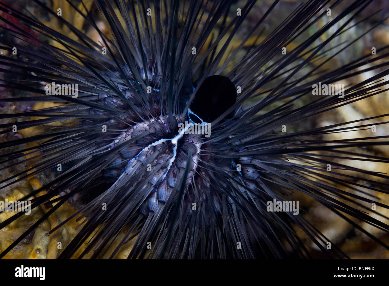 Unterwasser seeigel -Fotos und -Bildmaterial in hoher Auflösung – Alamy