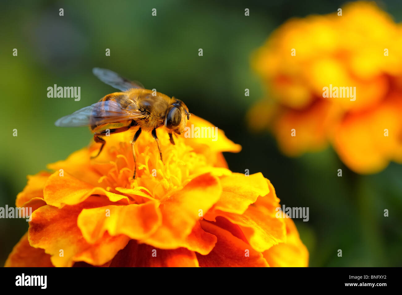 Drohne biene -Fotos und -Bildmaterial in hoher Auflösung – Alamy