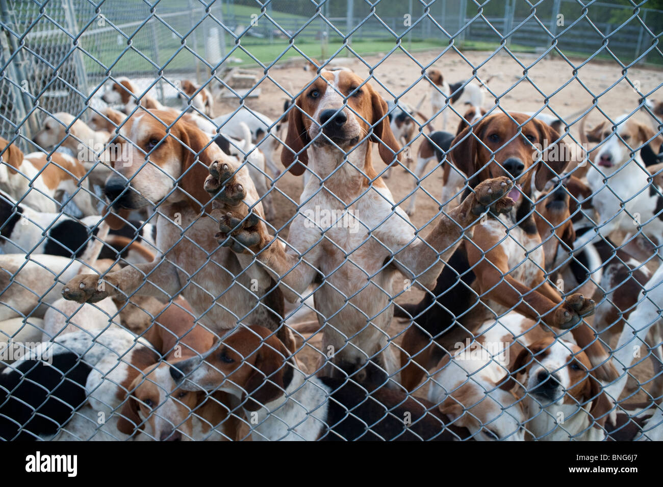 Hunting hound -Fotos und -Bildmaterial in hoher Auflösung – Alamy