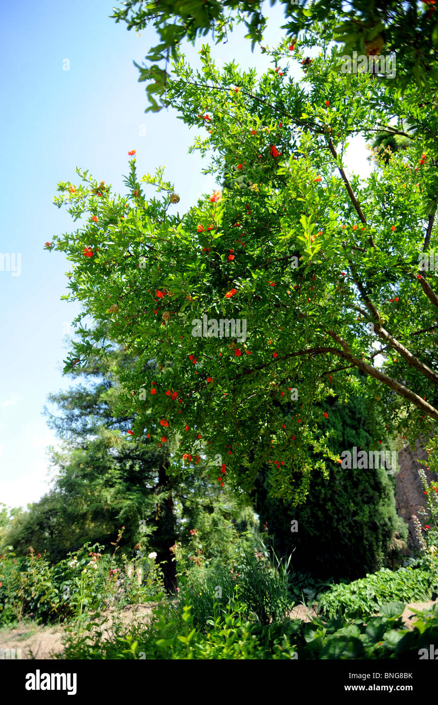 Granatapfel baum -Fotos und -Bildmaterial in hoher Auflösung – Alamy