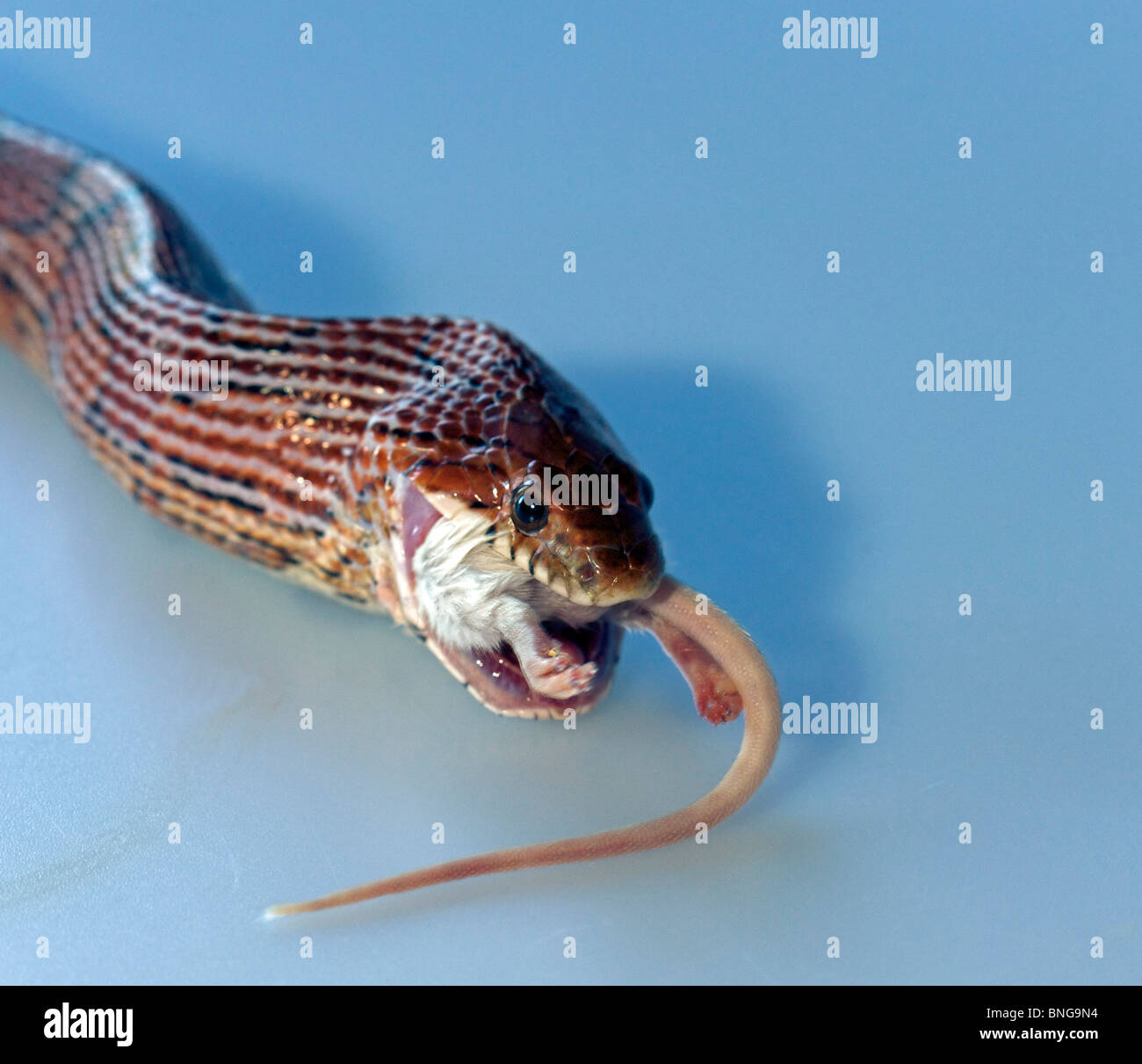 Schlucken der schlange Stockfotos und -bilder Kaufen - Alamy