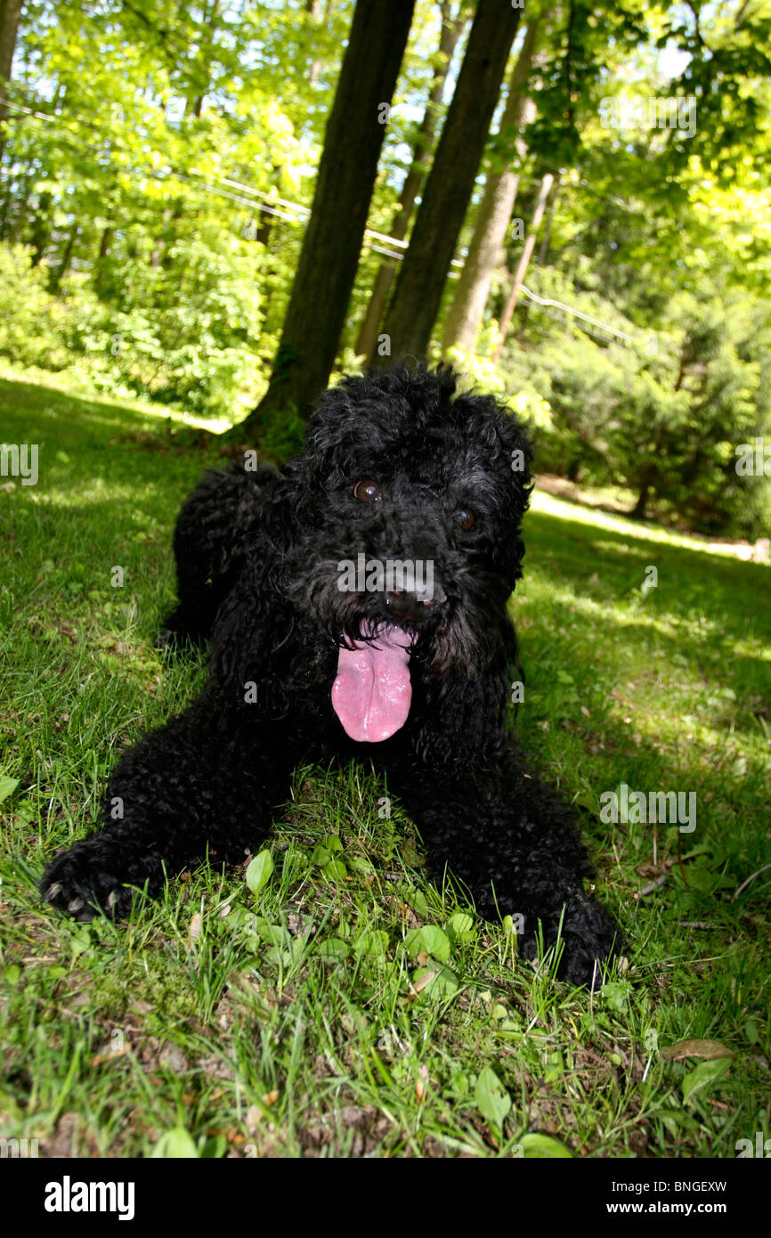 Schwarzer Pudel liegen auf dem Rasen in einem park Stockfotografie - Alamy