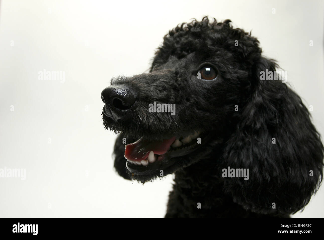 Ein schwarzer pudel -Fotos und -Bildmaterial in hoher Auflösung – Alamy