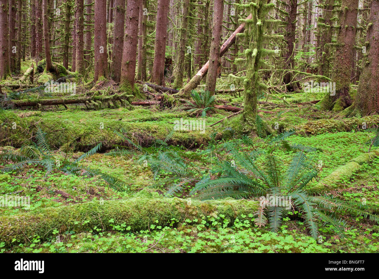 Washington usa state deforestation -Fotos und -Bildmaterial in hoher ...