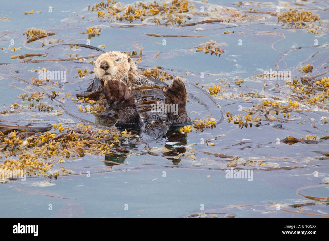Seeotter (Enhydra Lutris) schweben im Wasser, Marmor-Insel, Glacier Bay Nationalpark, Alaska ...
