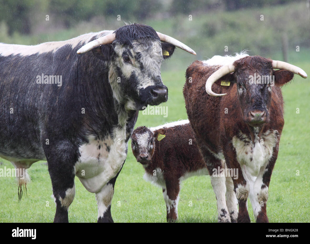 Longhorn rind kuh kalb stier -Fotos und -Bildmaterial in hoher ...
