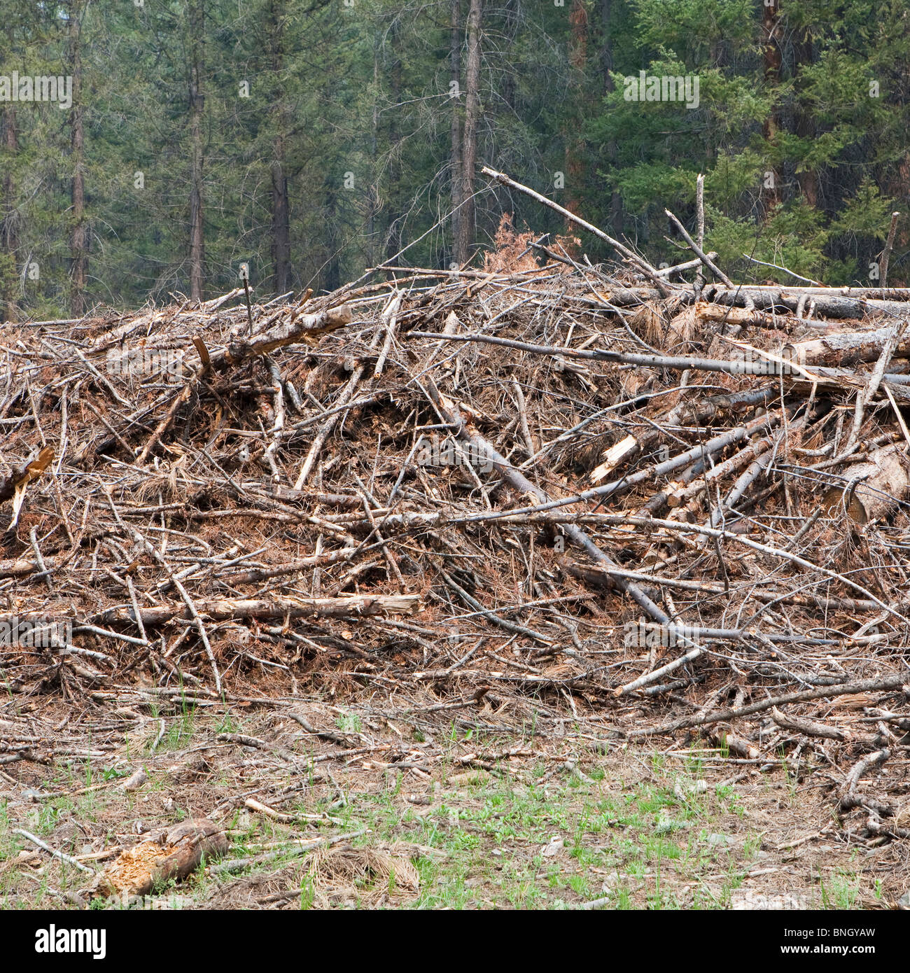 Washington usa state deforestation -Fotos und -Bildmaterial in hoher ...