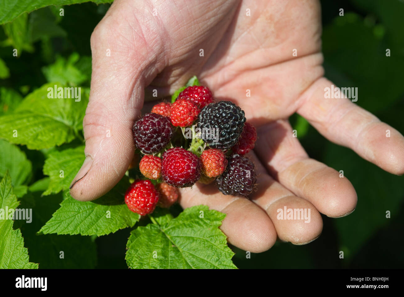 Himbeer himbeere -Fotos und -Bildmaterial in hoher Auflösung – Alamy
