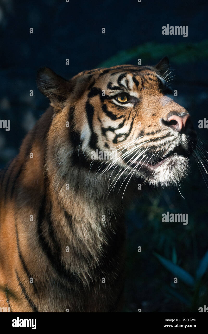 Tiger schatten -Fotos und -Bildmaterial in hoher Auflösung – Alamy